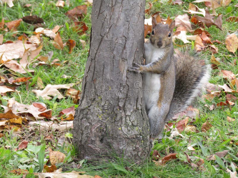 Curious Squirrel stock image. Image of squirrel, tree - 134621471