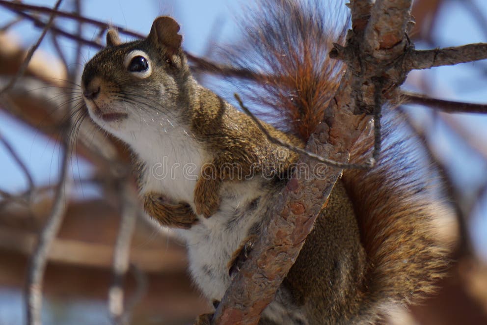 Curious squirrel stock photo. Image of boomers, happy - 77229426