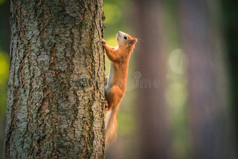Curious Red Squirrel in the Autumn Park Stock Photo - Image of branch ...