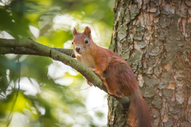 Curious Red Squirrel in the Autumn Park Stock Photo - Image of curious ...