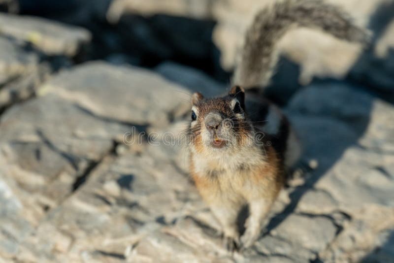 Curious Squirrel Begs for Attention and Food Stock Image - Image of ...