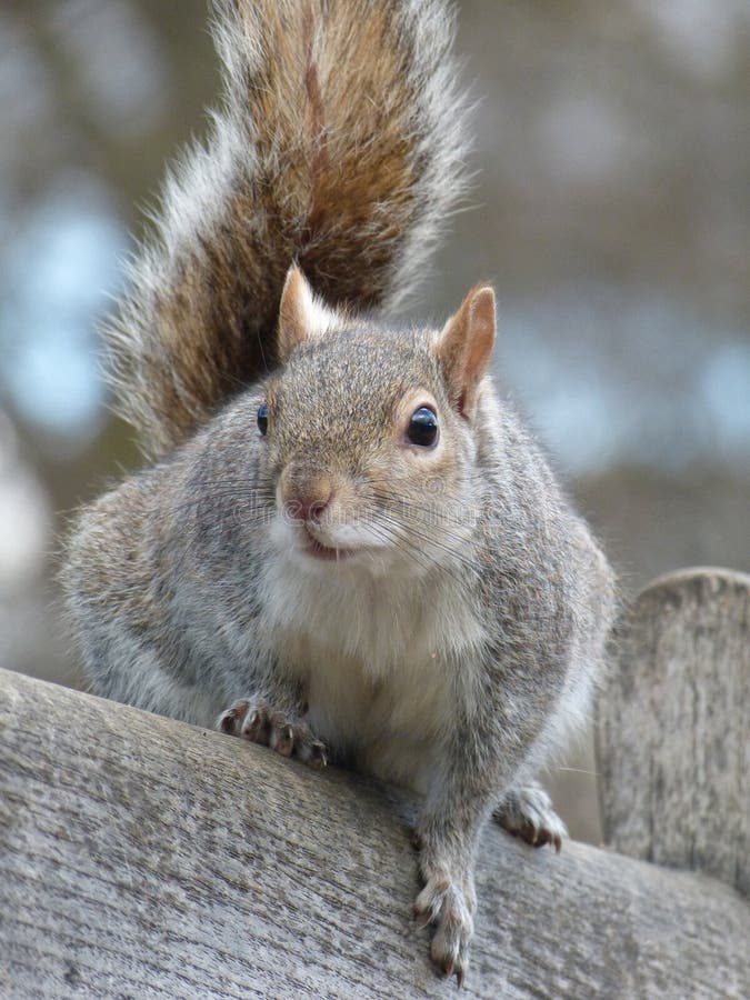 Curious squirrel stock photo. Image of wildlife, park - 42329144