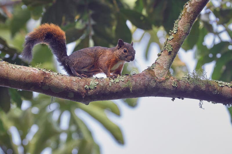 Andean Squirrel, Sciurus Pucheranii Stock Photo - Image of andean ...