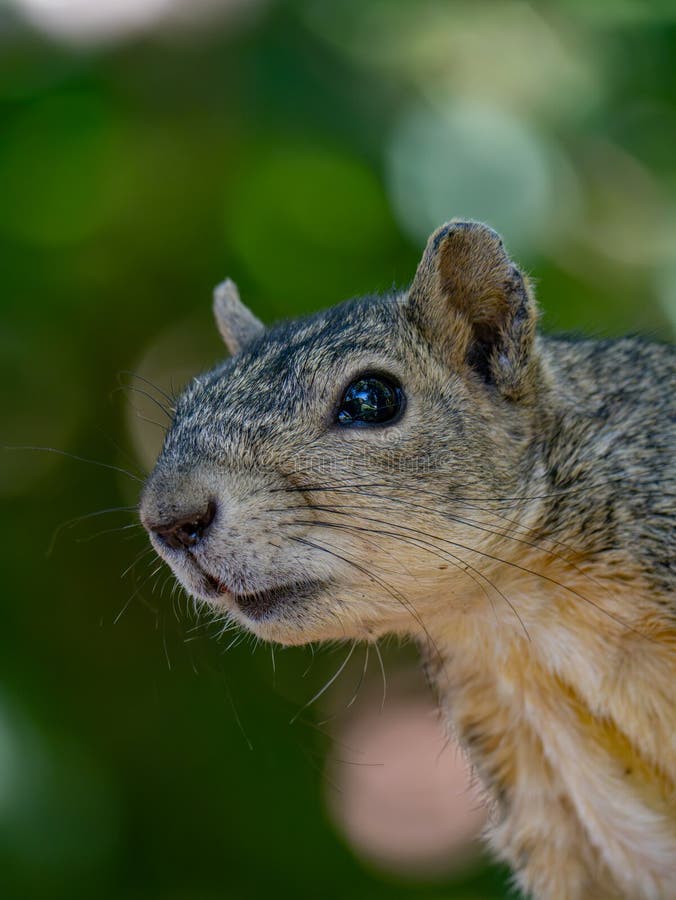 Curious Squirrel Close-Up in Natural Habitat Stock Image - Image of ...