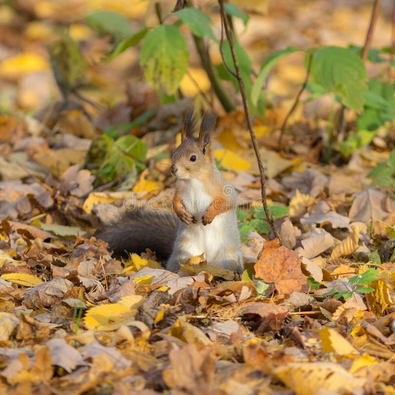 Curious Squirrel in the Fall Stock Photo - Image of mammal, fall: 163024164