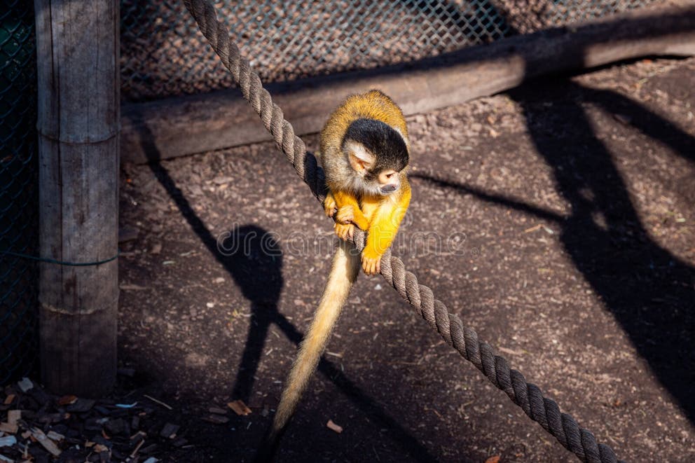 Squirrel Monkey on a Rope stock photo. Image of agility - 369783252