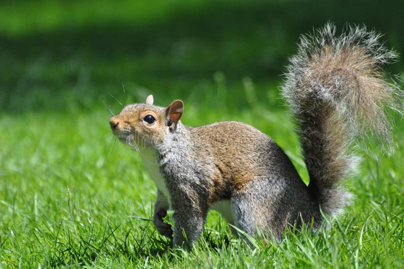 Curious squirrel stock photo. Image of curious, animals - 64613432