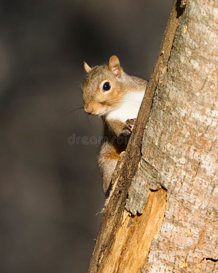 Curious Squirrel Peeking from Behind a Tree Stock Image - Image of ...