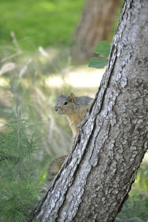 Curious Squirrel Peeking from Behind Tree Stock Image - Image of flower ...