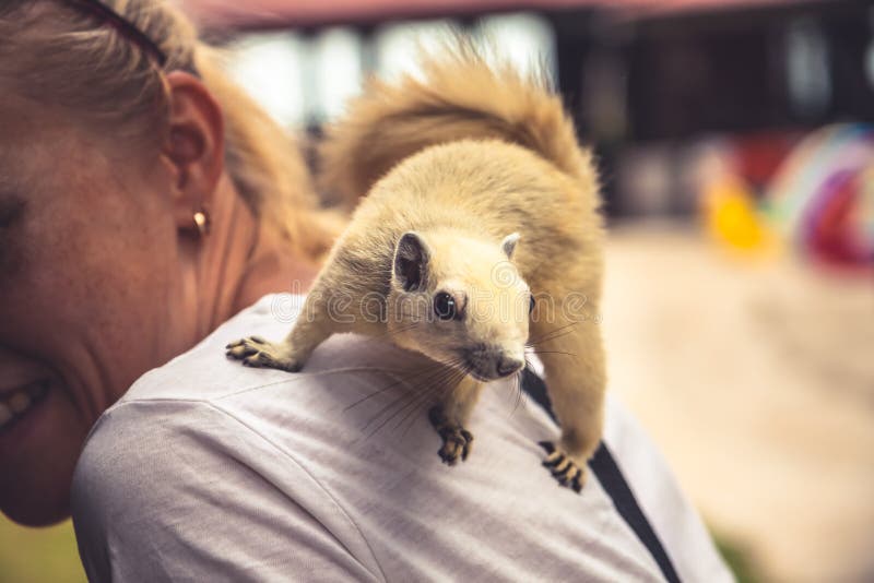 Curious Squirrel Playing on Young Woman Shoulder Stock Image - Image of ...