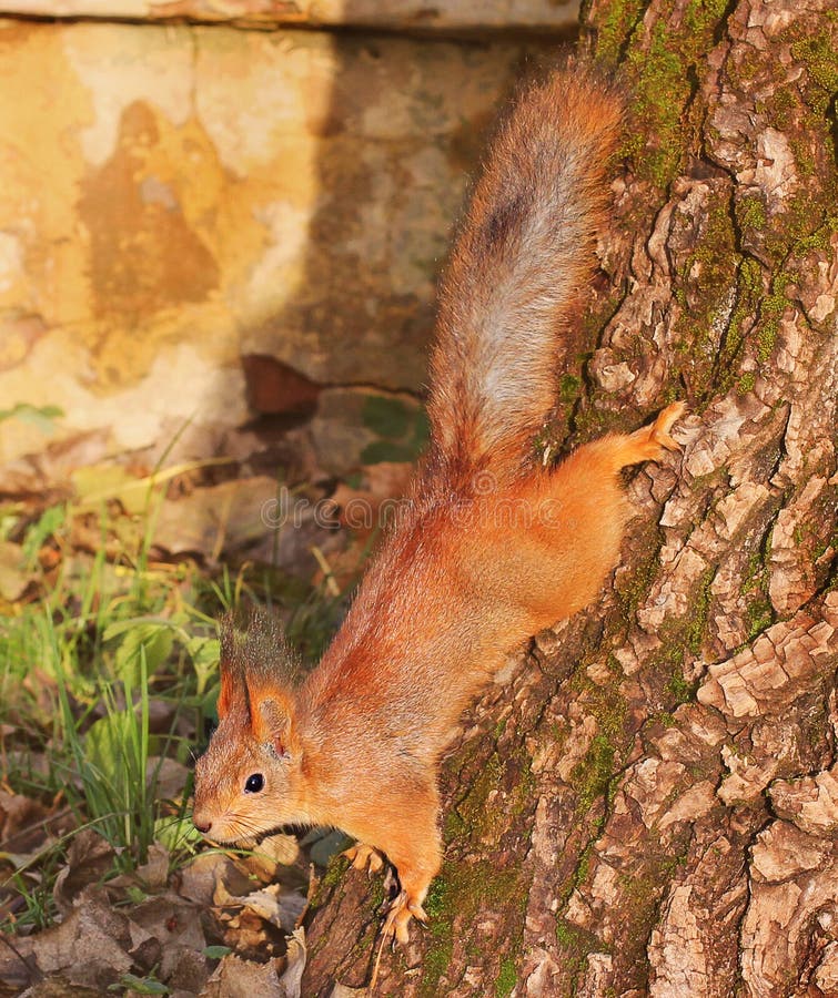 Curious Squirrel. Red Squirrel. Squirrel. Autumn. Winter. Forest Stock ...