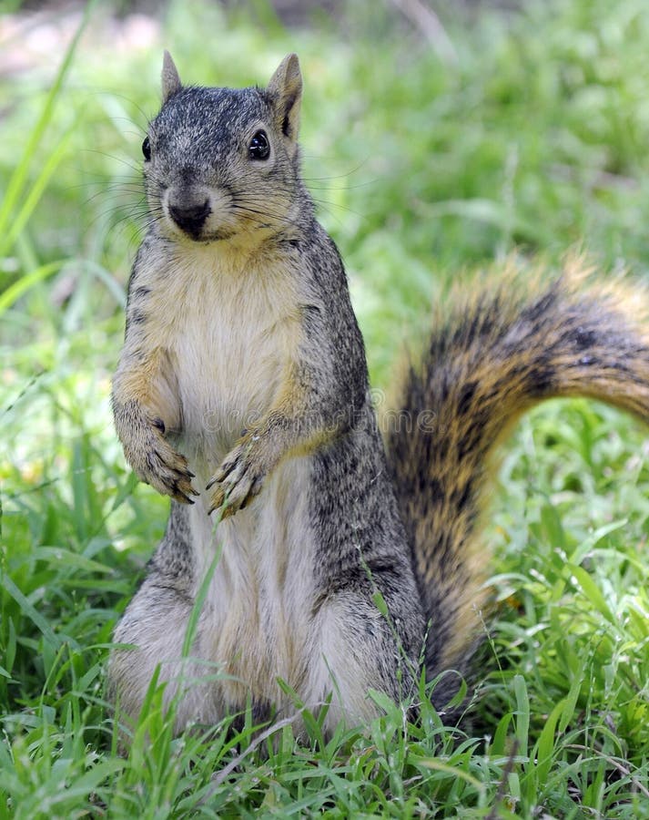 Curious Squirrel Standing on Hind Legs Stock Image - Image of funny ...