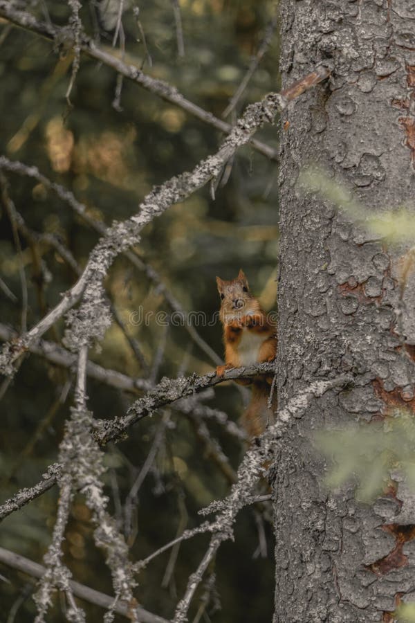 Squirrel Staring at You, on White with Shadow Stock Image - Image of ...
