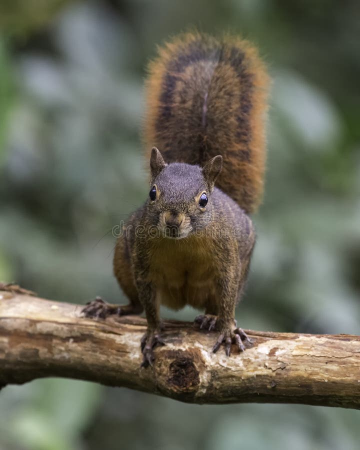 Squirrel Staring at You, on White with Shadow Stock Image - Image of ...