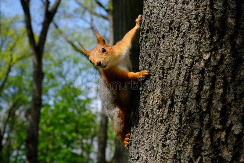 A Curious Squirrel on a Tree in a Spring Park. Stock Photo - Image of ...