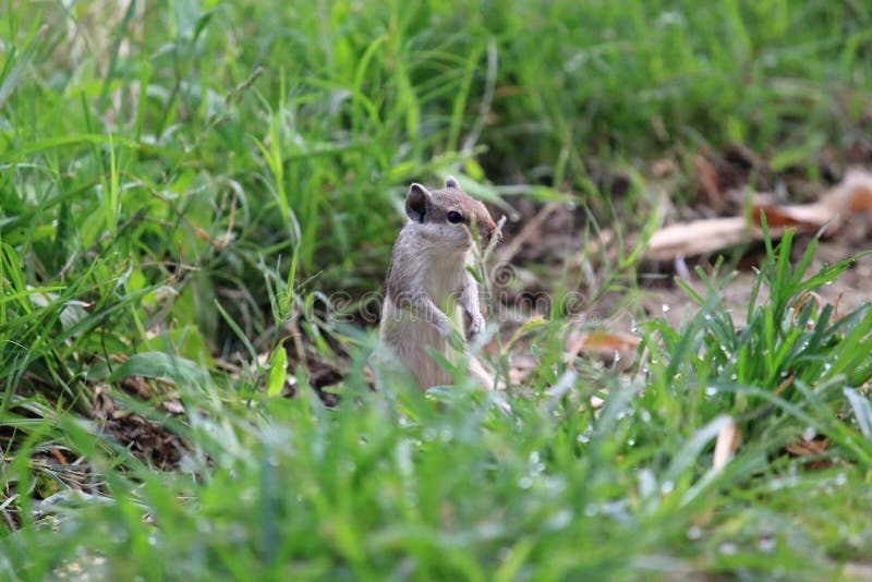 A Curious Squirrel Was Looking Around. Stock Photo - Image of green ...