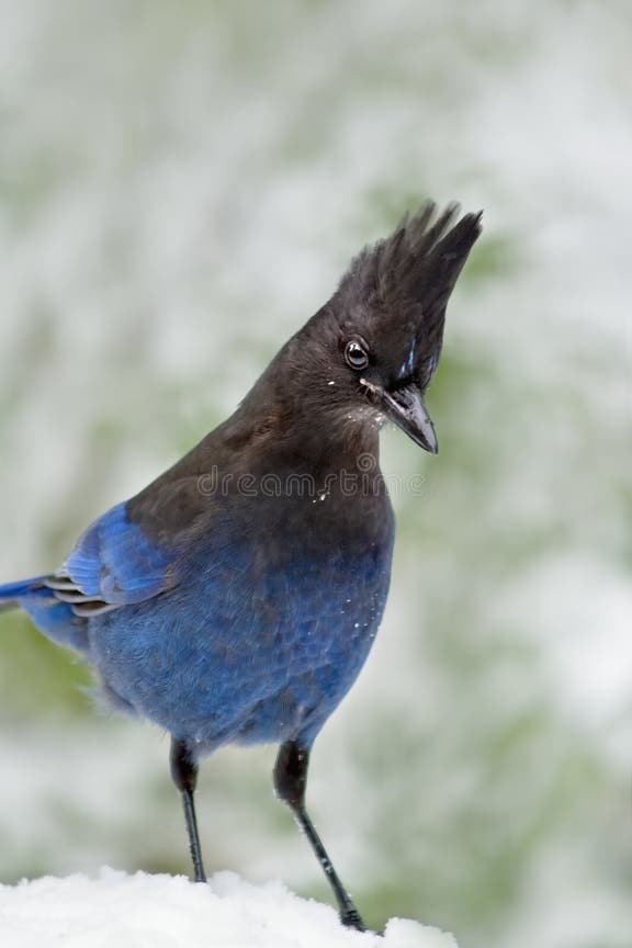 Curious Stellar s Jay stock image. Image of colorful, blue - 7735353