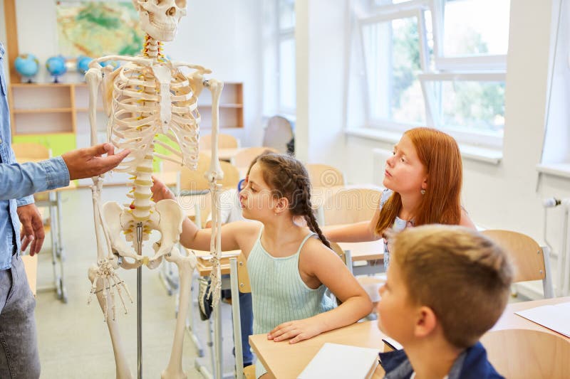 Curious Students Looking at Skeleton in Class Stock Photo - Image of ...