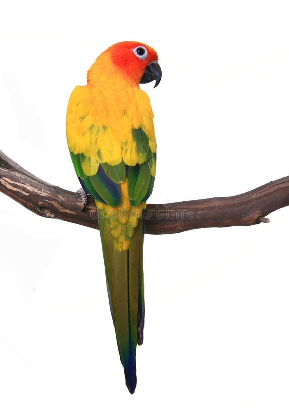 Curious Sun Conure Bird stock photo. Image of tame, domesticated - 3552294