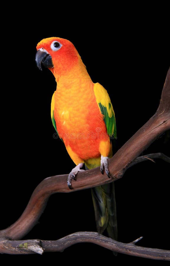 Curious Sun Conure Parrot Looking Ahead Stock Photo - Image of beak ...