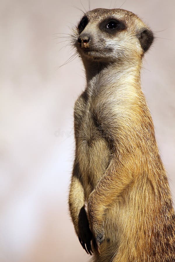 Suricate stock image. Image of wildlife, africa, animals - 9049451