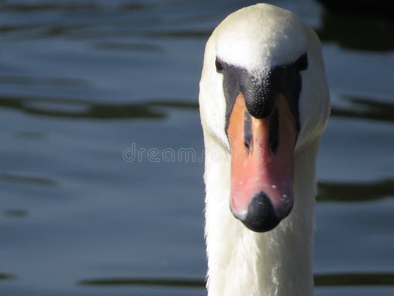Curious Swan stock image. Image of white, lake, swan - 308719691
