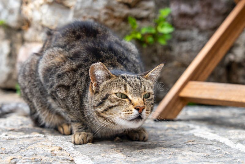 Curious Tabby Cat Crouched on Stone Pavement Outdoors Stock Photo ...