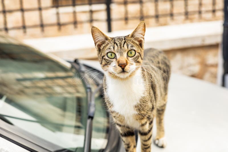 Curious Tabby Cat Exploring a Car in Urban Setting Stock Photo - Image ...