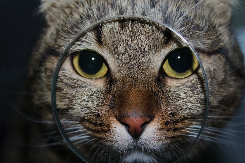 Curious Tabby Cat Looking through a Hole in the Glass Stock Image ...