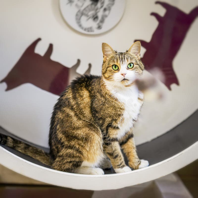 Curious Tabby Cat Sits Inside a Circular Play Structure Stock Image ...