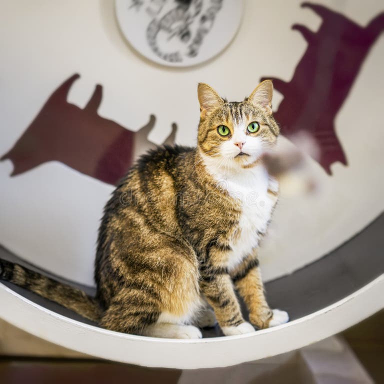 Curious Tabby Cat Sits Inside a Circular Play Structure Stock Image ...