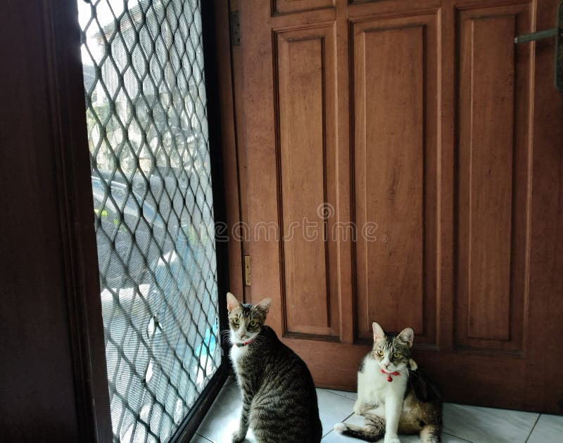 Curious Tabby Cats Looking Outside through a Screen Door Stock Image - Image of outside, looking ...