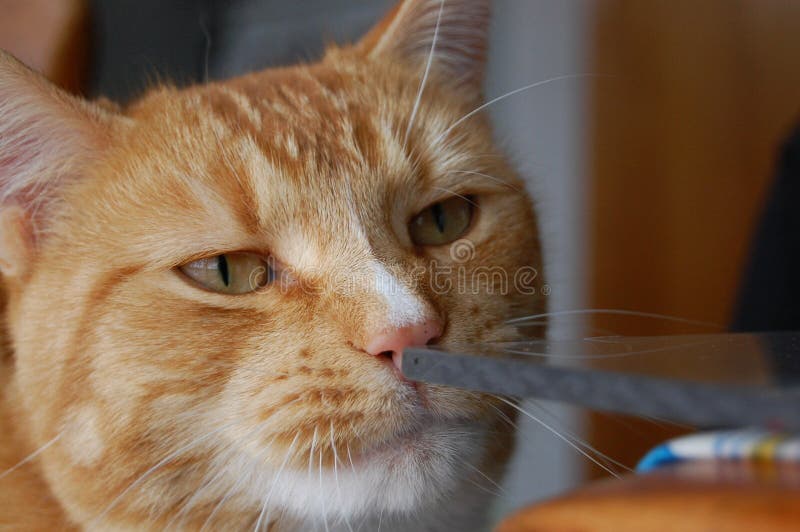 Tabby Pet Cat Sniffing Human Hand Palm. Relationship of Owner and ...