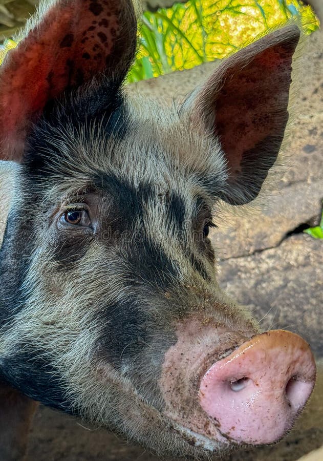 Curious Tabby Pig Looking at the Camera through a Hole in the Pigsty ...
