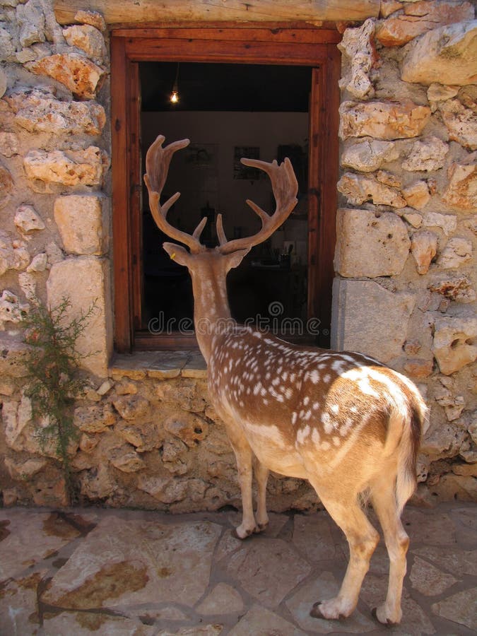 Sun over a house stock photo. Image of house, grase, left - 99911602