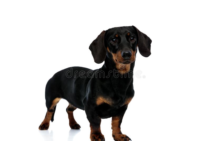Curious Teckel Dog Looking Forward Stock Photo - Image of attentive ...
