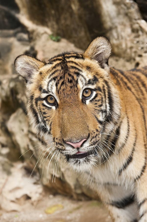 Curious Tiger Cub stock image. Image of orange, cubs, animals - 5311193