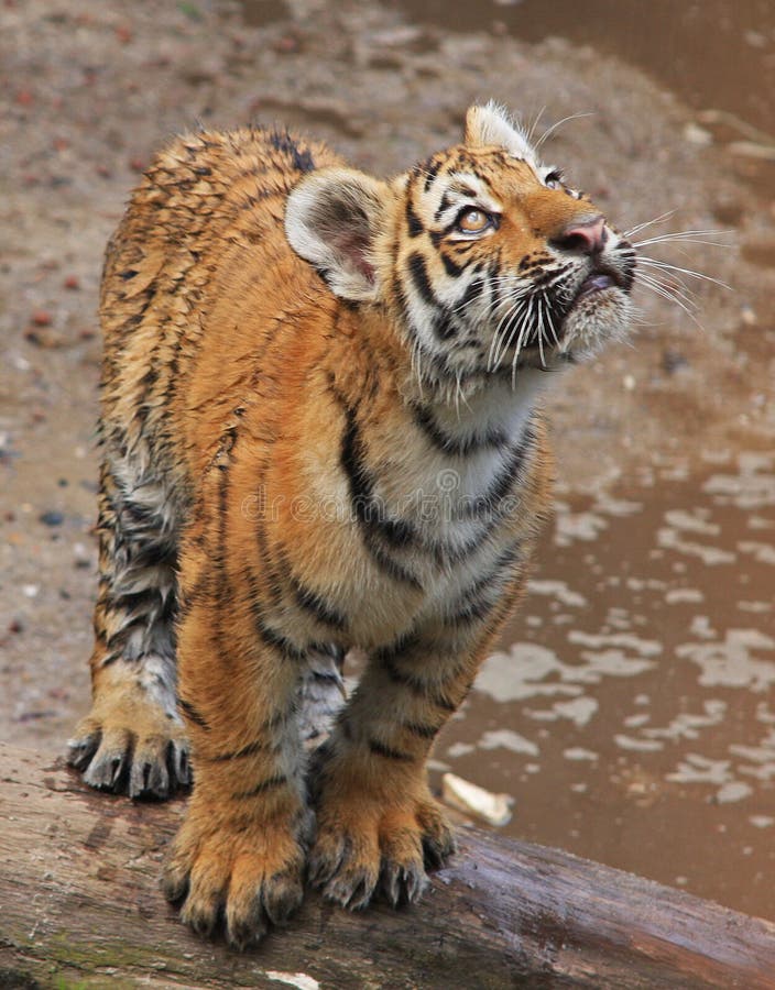 Curious tiger stock image. Image of carnivore, esciting - 11153563