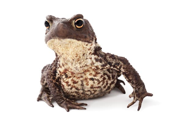 Curious toad stock image. Image of brown, curiosity, emotion - 11089675