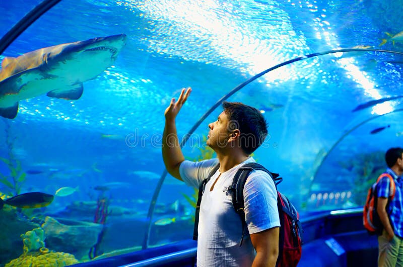 Curious Tourist Watching with Interest on Shark in Oceanarium Tunnel ...