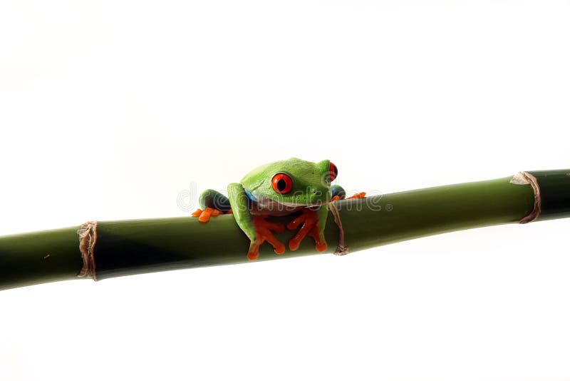 Curious cat on a tree stock image. Image of plating, play - 20349137