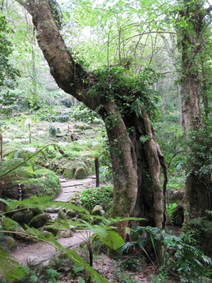 Curious-tree-trunk-shape stock image. Image of - 87862975