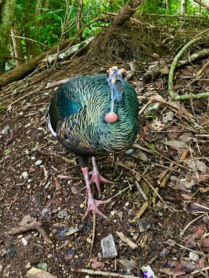 Wild Turkey in the Forest in Mexico Stock Image - Image of bird, trees ...