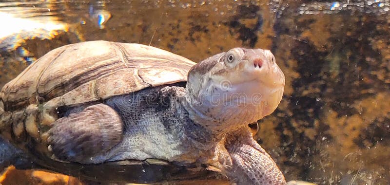 Curious turtle in water stock image. Image of crocodile - 360262723