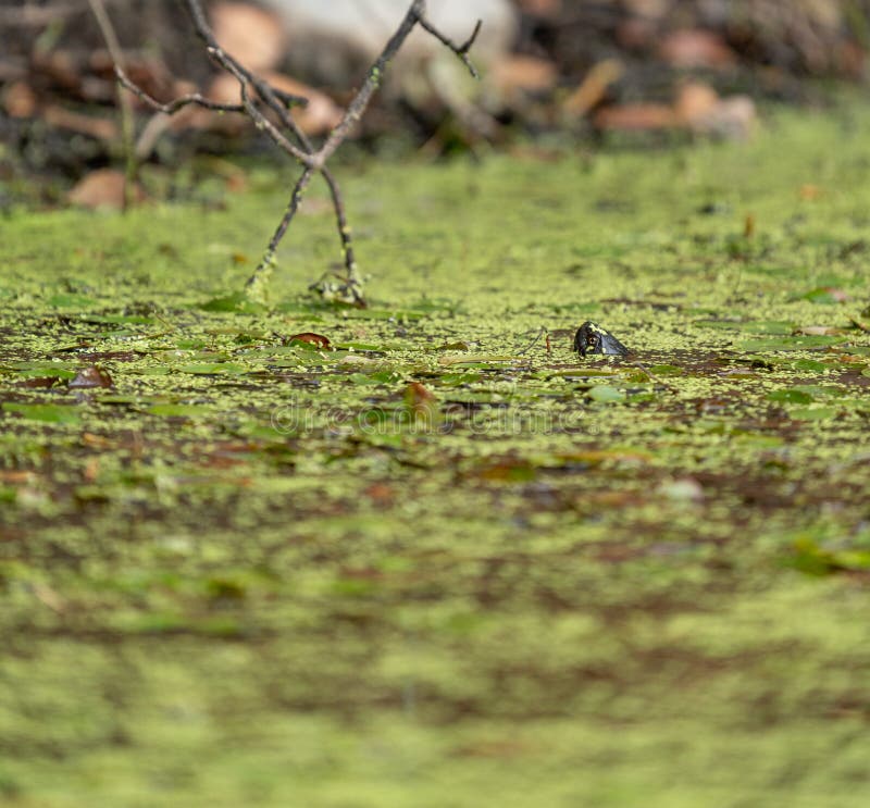 Curious Turtle Head Over the Water and Verdigris Stock Image - Image of ...