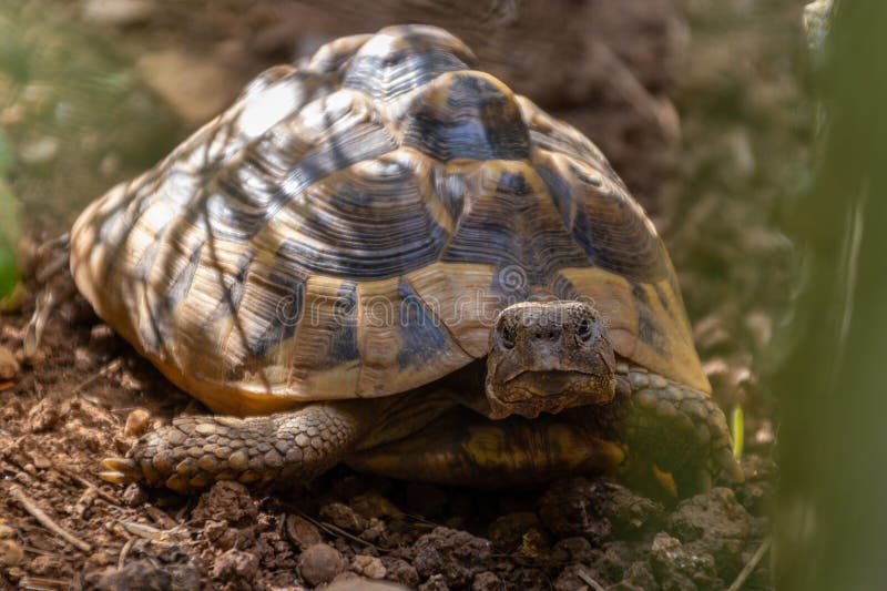 Curious turtle in the park stock photo. Image of lizard - 281204504