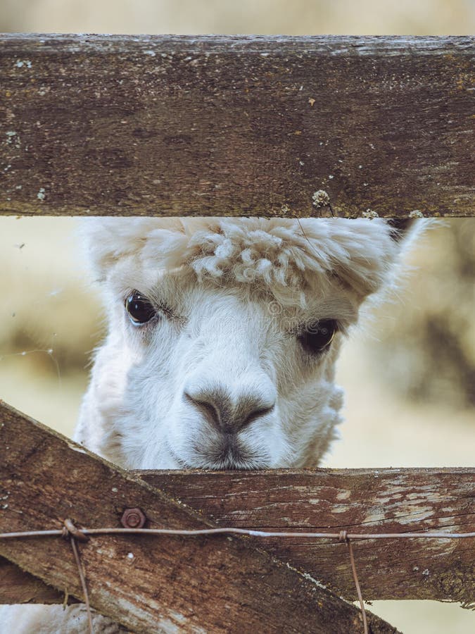 Curious White Alpaca Peering through Gate Stock Photo - Image of alpaca ...