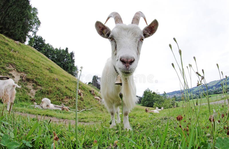 A Curious White Billy Goat with Horns and Bell Stock Image - Image of ...