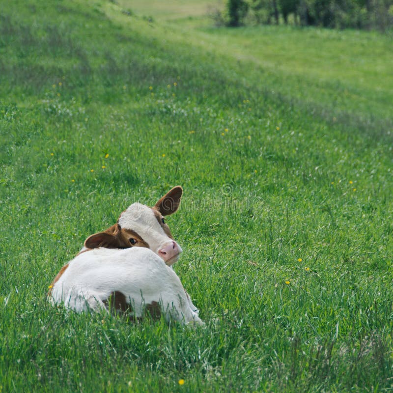 Curious White Brown Cow Lies in a Green Grass Pasture in Springtime ...