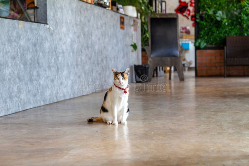 Curious White Cat Perched on a Floor, Gazing Intently at the Camera ...